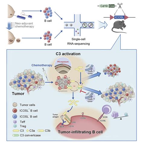 Complement Signals Determine Opposite Effects Of B Cells In Chemotherapy Induced Immunity Cell