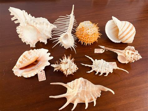 Rare Sea Shells Collections Hobbies And Toys Memorabilia And Collectibles