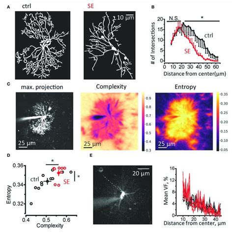 Morphological Remodeling Of Astrocytes After Se A Masks Of Download Scientific Diagram