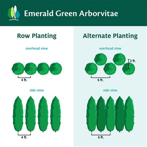 Emerald Green Arborvitae Size Chart Pe