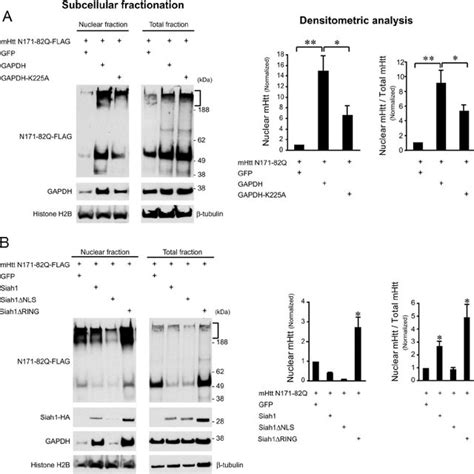 overexpressed gapdh and siah1 enhance nuclear targeting of mhtt a