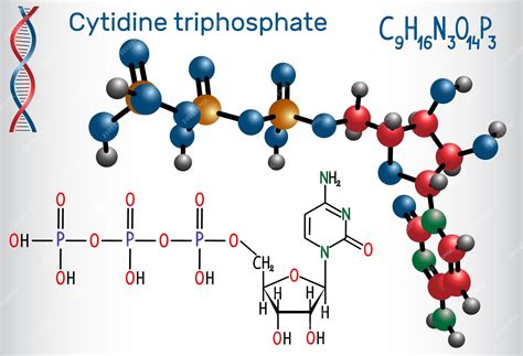 Premium Vector Cytidine Triphosphate Ctp Molecule Sheet Of Paper In A Cage