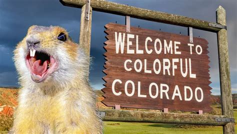 Are There Gophers In Colorado Colorado Gopher Control