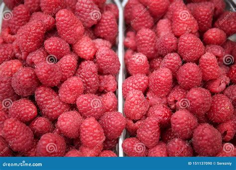 Containers With Ripe Raspberry At Market Closeup Stock Photo Image