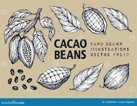 Cocoa Beans Vector Illustration Set Engraved Vintage Style Illustration Chocolate Cocoa Beans