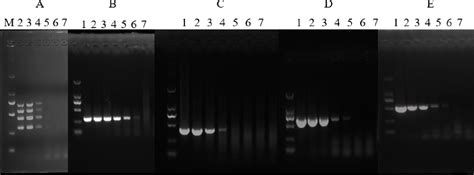 [pdf] Development Of A Multiplex Rt Pcr Assay For Simultaneous Detection Of Four Potential