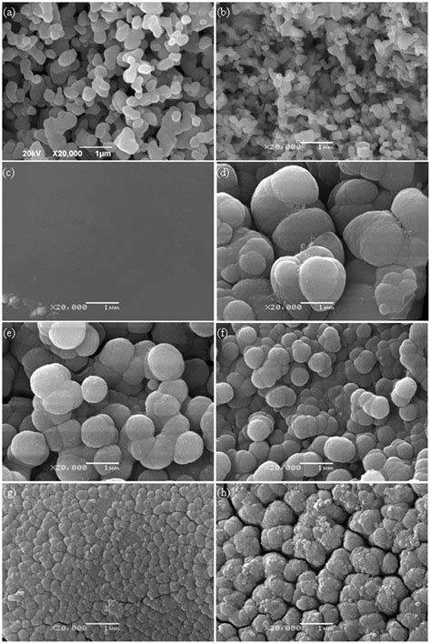 Micrographs Of A Raw β Tcp Powder B Raw Zno Powder C Unetched