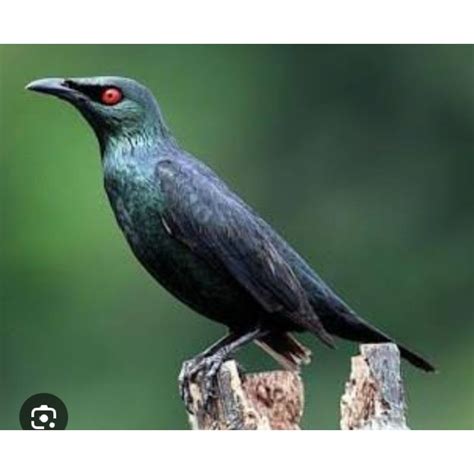 Jual Cucak Keling Perling Shopee Indonesia