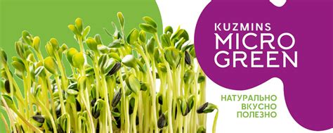 Микрозелень Череповец "Kuzmins-Microgreen" | Натуральное собственное ...