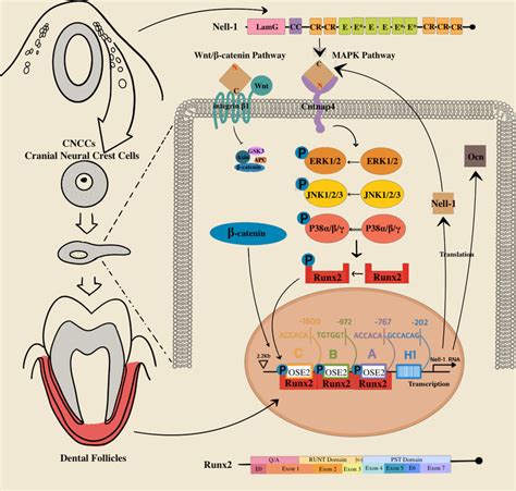 nell 1 s expression take precedence in cnccs cranial neural crest