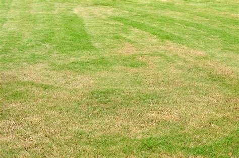 Causes And Solutions For Brown Spots In Grass Lives On