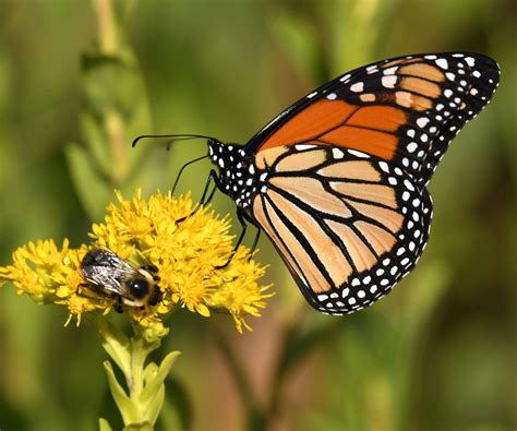 Best Nectar Producing Plants For Honey Bees And Other Pollinators