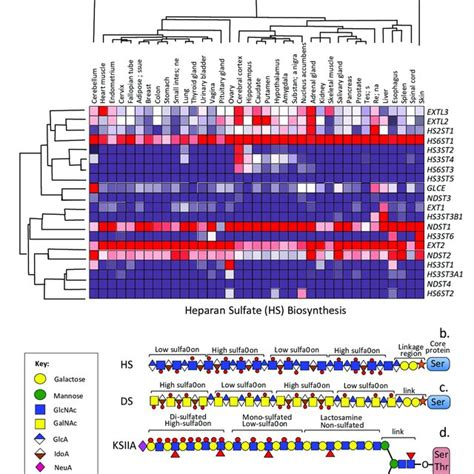 Extracellular Cell Membrane Intracellular And Nuclear Hs