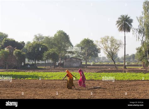 Rajasthan Agriculture Hi Res Stock Photography And Images Alamy