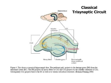 Ppt Memory And Its Disorders The Three Amnesias Powerpoint Presentation Id 4642714