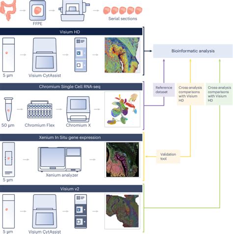High Definition Spatial Transcriptomic Profiling Of Immune Cell