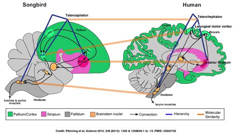 Brain Pathways For Vocal Learning And Spoken Language Burke Neurological Institute Weill