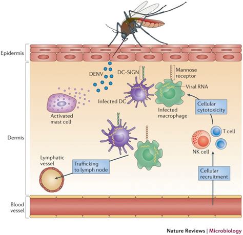 Dengue Pathogenesis Clinical Manifestation Lab Diagnosis And