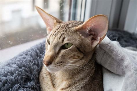 Funny Looking Cat With Big Ears