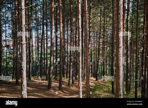 Paths In The Pine Forest Recovery And Relaxation Walks In The Forest