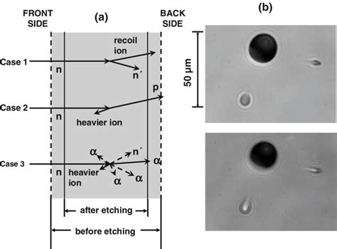 A Schematic Drawing Of The Cr 39 Track Detector And The Neutron Download Scientific Diagram