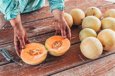 What Is A Sugar Cube Melon At Stephanie Cooke Blog