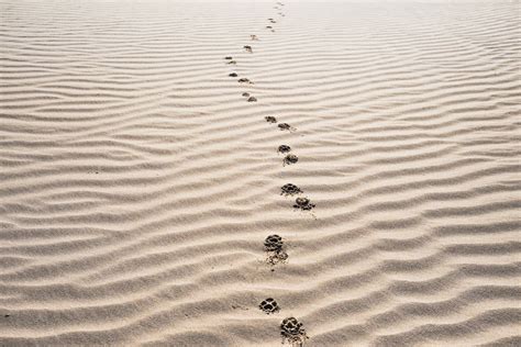 무료 이미지 모래 비행 목재 선 자료 자연 환 경 4896x3264 1402876 무료 이미지 Pxhere