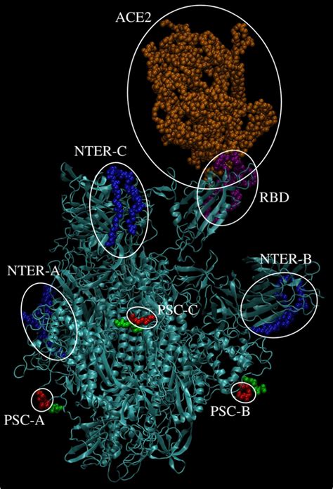 Molecular Structure Of The Spike Ace2 Complex At An Md Snapshot The
