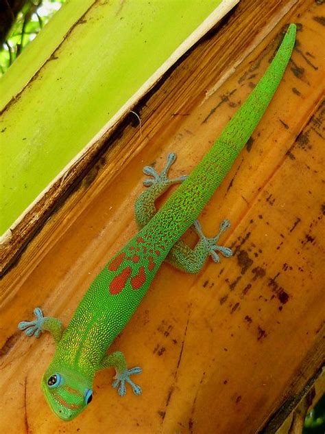 Gold Dust Day Gecko Gecko Marine Mammals Reptiles And Amphibians