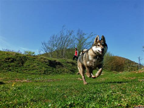 მონადირე ძაღლები ფოტოალბომი მონადირეების საიტი