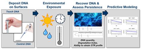 Persistence Of Touch Dna For Analysis National Institute Of Justice