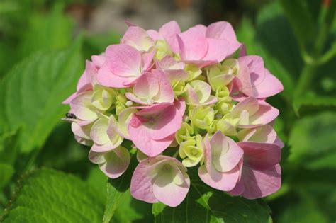 경남 고성 여행 가볼만한곳 추천코스 그레이스 정원 수국 상리연꽃공원 문수암 카페 도어스 네이버 블로그