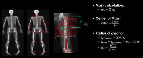 Obesity And Body Segment Parameters In Working Adults Human Movement