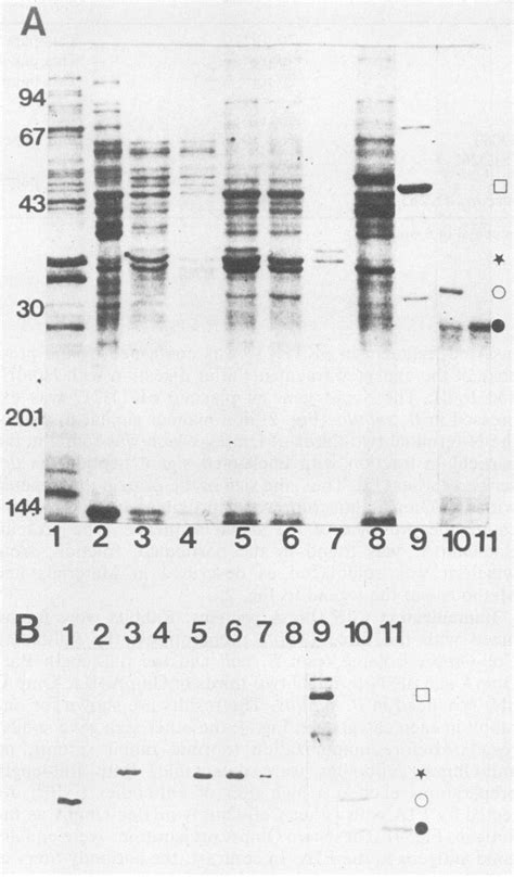Cloning Of The Ompa Gene Amino Acids 8 To 325 Into A Bacillar Download Scientific Diagram