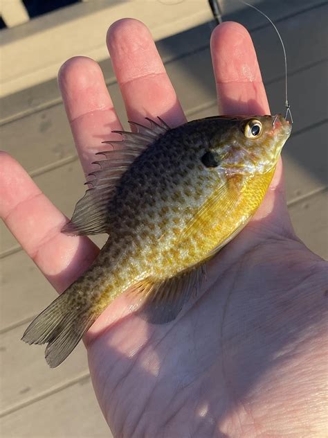 A Few Hybrids Pumpkinseed X Bluegill And A Few Pure Gills Biggest Of