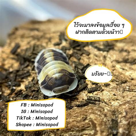 Isopod ไอโซพอดคืออะไร แกลเลอรีที่โพสต์โดย Minisopod Lemon8