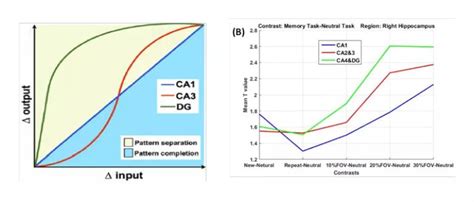 Decoding Spatial Memory Functions Of Hippocampal Subregions