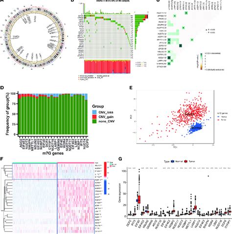 The Landspace Of Genetic And Variation Of 24 M7g Genes In Skcm A The Download Scientific