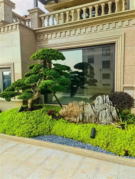 罗汉松1小贝罗汉松批发基地来自小红书网页版 花瓣网