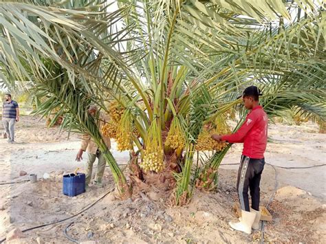 موسم الخير أشجار النخيل المثمرة تزين شوارع جنوب سيناء صوت القبائل