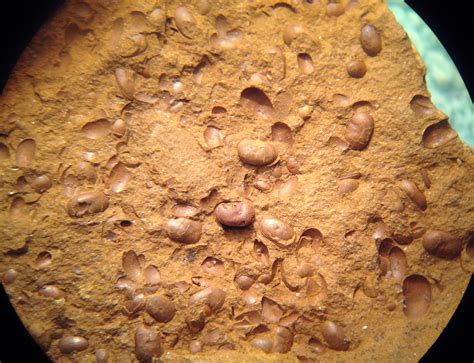 Ostracod Fossil