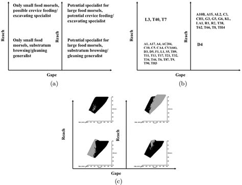 Four Box Summary Model For Gape L2m And Reach Cli Species Codes As Download Scientific