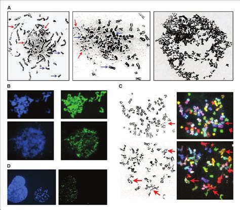 Morphologic Features Of Chromosome Fragmentation Chromosomes Download Scientific Diagram
