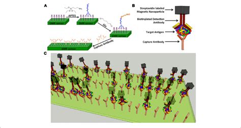 Schematic Representation Of Gmr Biosensor A Schematic Diagram Of
