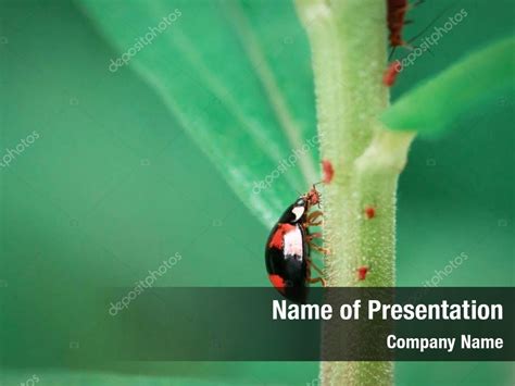Preying Ladybug That Aphids Powerpoint Template Preying Ladybug That Aphids Powerpoint Background