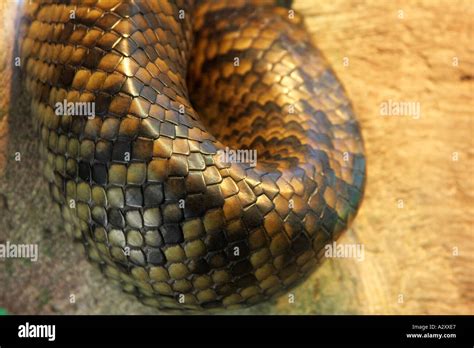 Snakes Scale Patterns Hi Res Stock Photography And Images Alamy