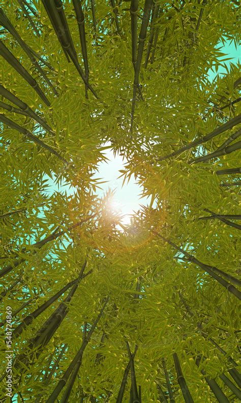 대나무숲 아래서 바라보는 하늘 Stock Illustration Adobe Stock