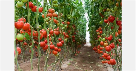 Looking Into The Effects Of Irrigation And Fertilization On Greenhouse