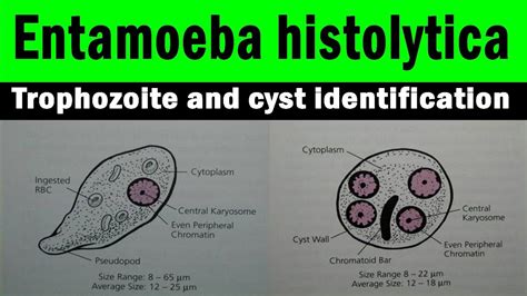 Entamoeba Histolytica Trophozoite Rbc