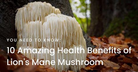 10 Amazing Health Benefits Of Lions Mane Mushroom You Need To Know